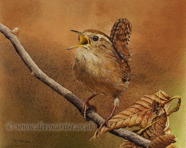 All about the Popular British Garden Wren and their lives - The Devon ...