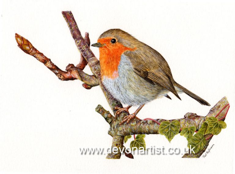 How to paint a robin in detailed watercolour, realistic art - The Devon ...