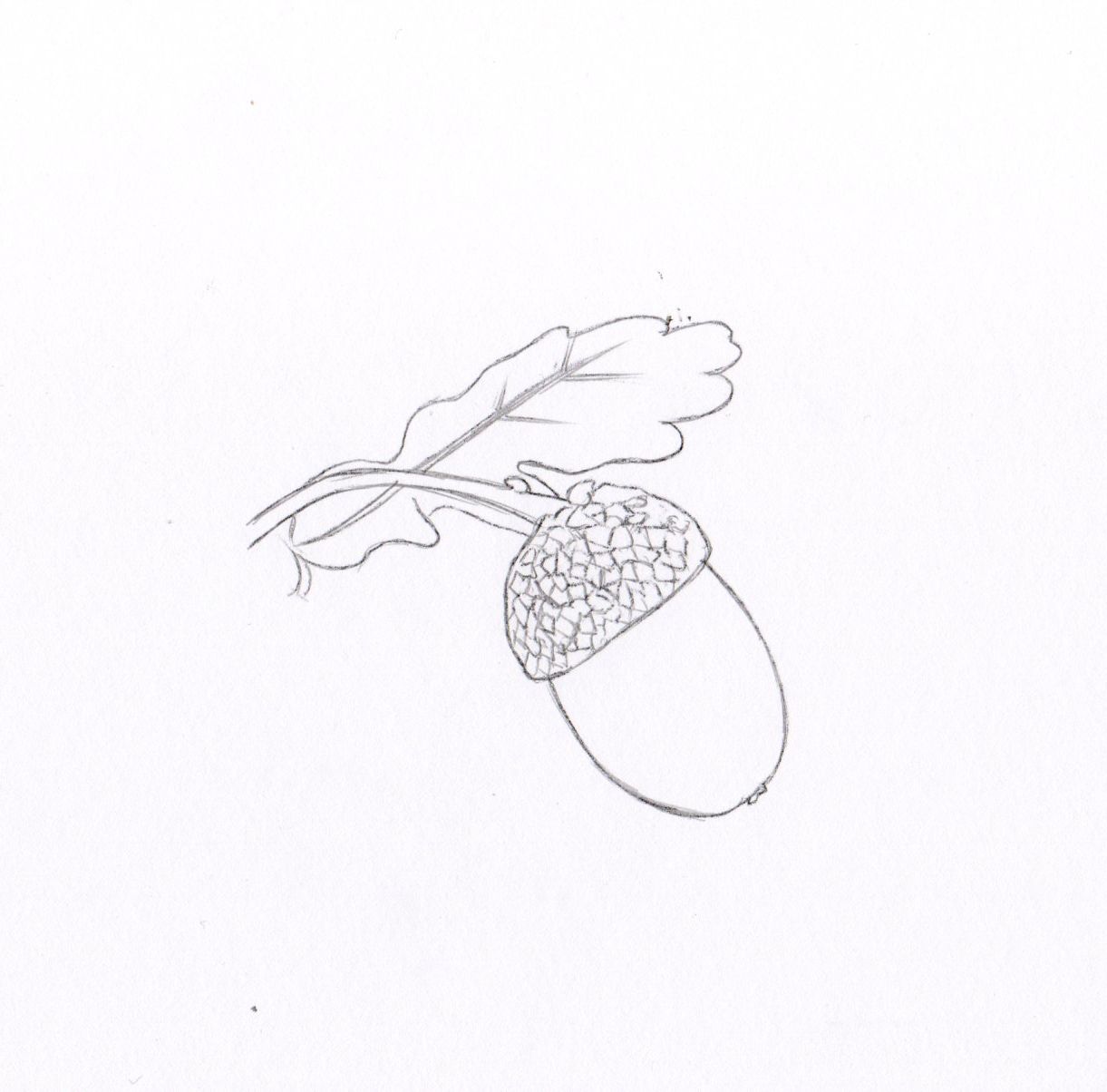 Wildlife in Watercolour Acorn Tutorial, learn how to paint - The Devon ...