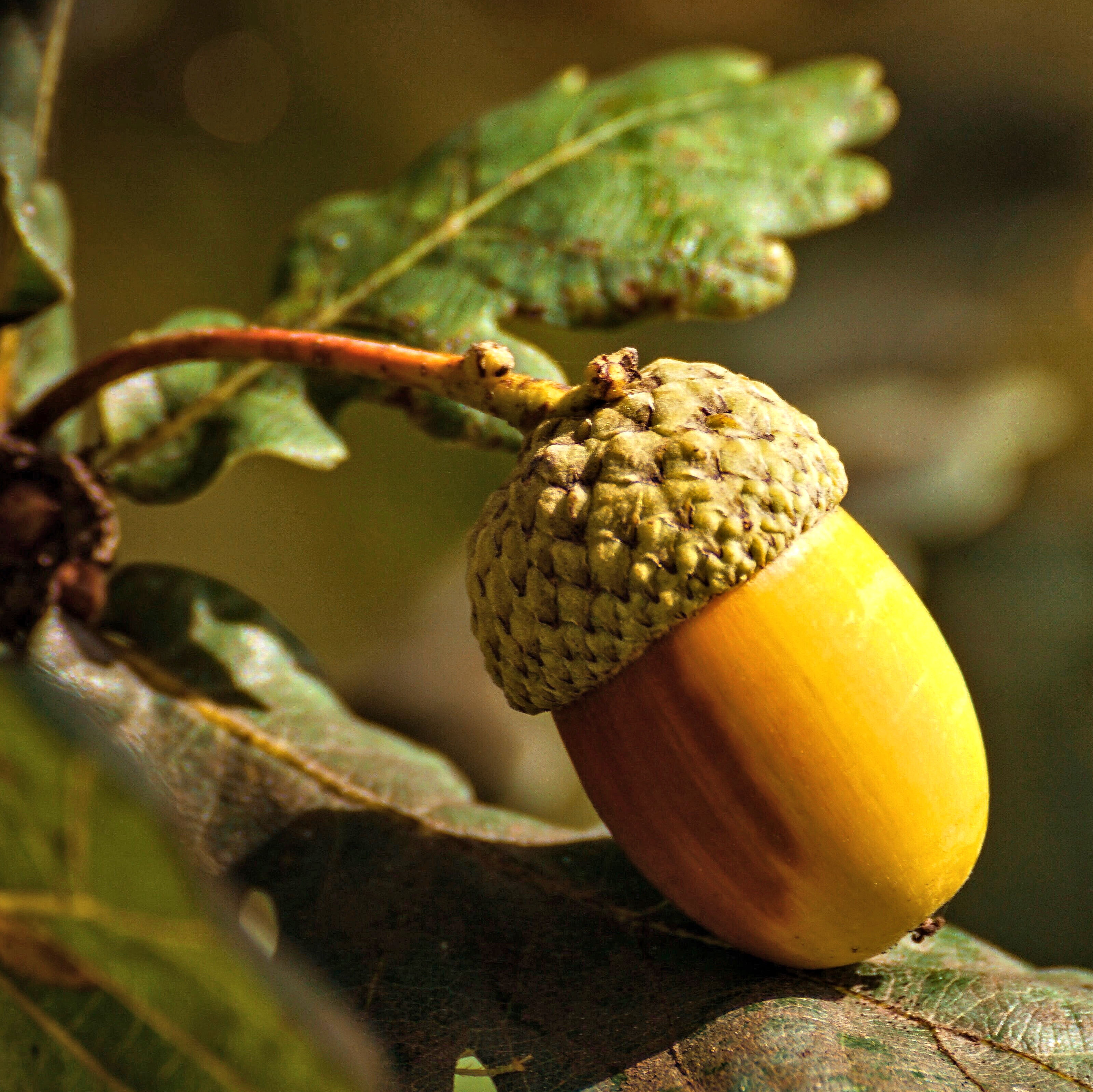 Wildlife in Watercolour Acorn Tutorial, learn how to paint - The Devon ...