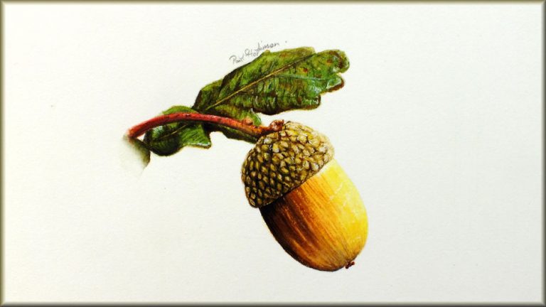 Wildlife in Watercolour Acorn Tutorial, learn how to paint - The Devon ...
