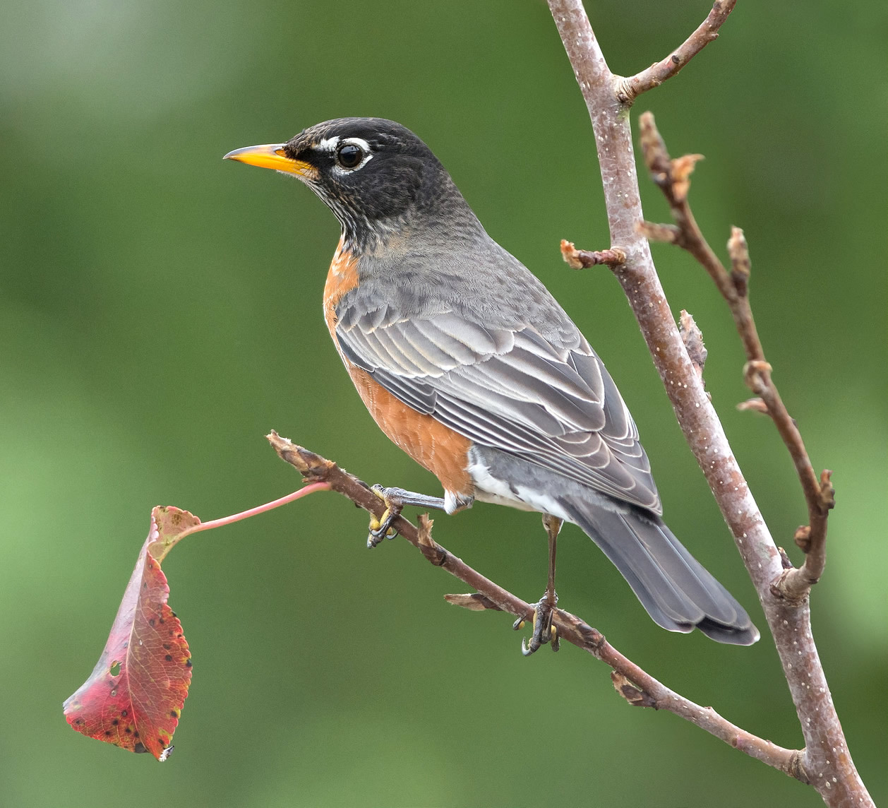 Wildlife in Watercolour Robin Tutorial, learn to paint.- The Devon Artist