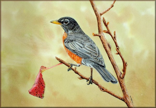 Wildlife in Watercolour Robin Tutorial, learn to paint.- The Devon Artist