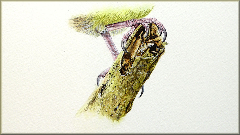 How to paint realistic bird feet in detailed watercolour - The Devon Artist