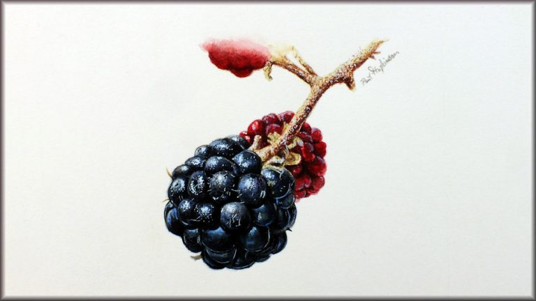 How to paint realistic blackberries in fine art watercolour - The Devon ...