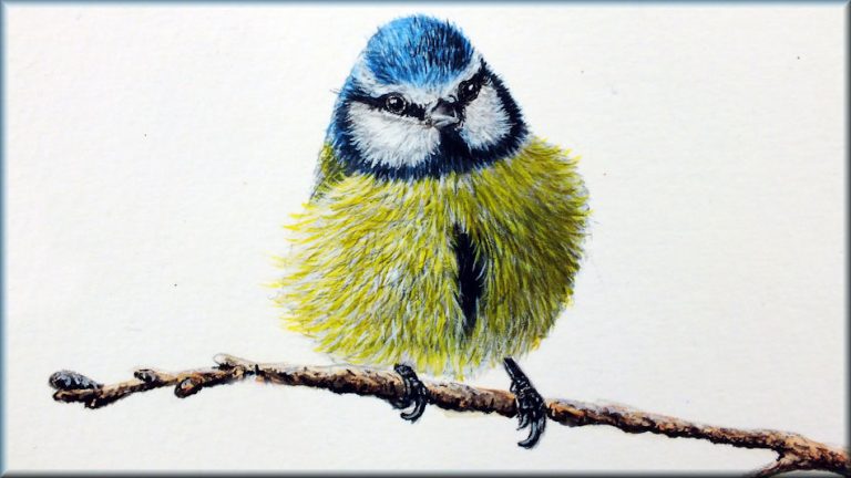 How to paint realistic birds in watercolour video tutorial - The Devon ...