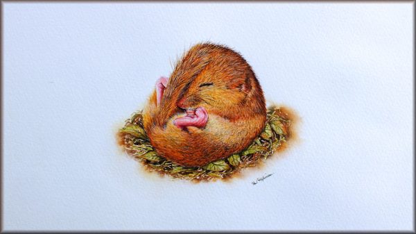 Learn to paint a dormouse in detailed, fine art watercolor - The Devon ...