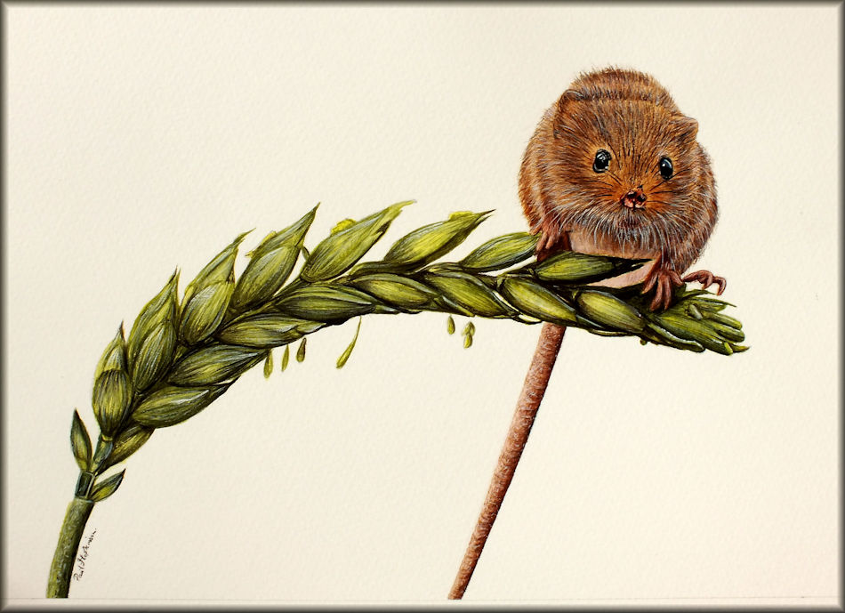 Beginner's guide to watercolour painting, video lessons - The Devon Artist