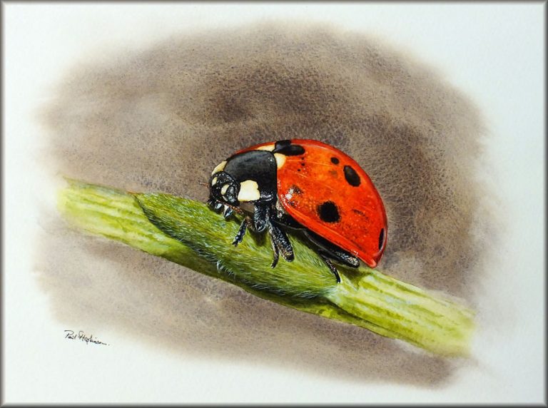 Watercolour ladybird video tutorial of the whole painting - The Devon ...
