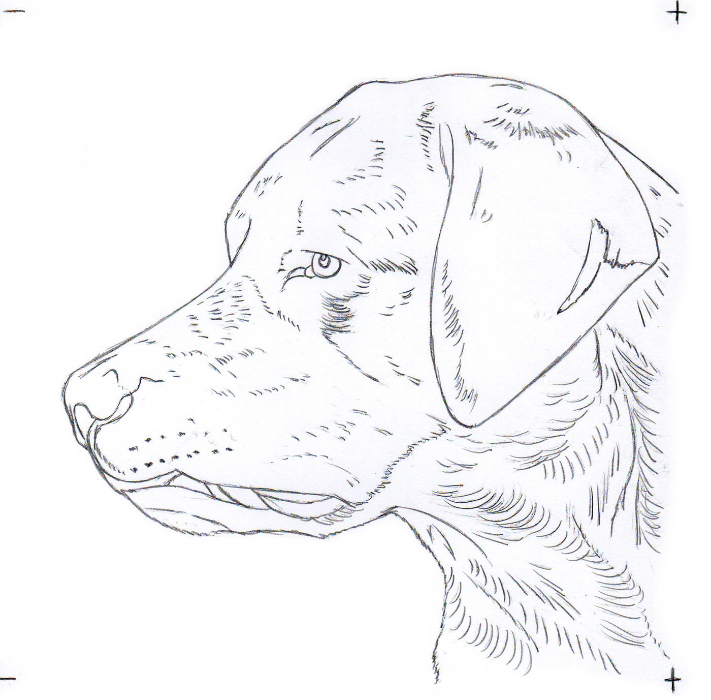 Learn how to paint dogs in watercolour step by step - The Devon Artist