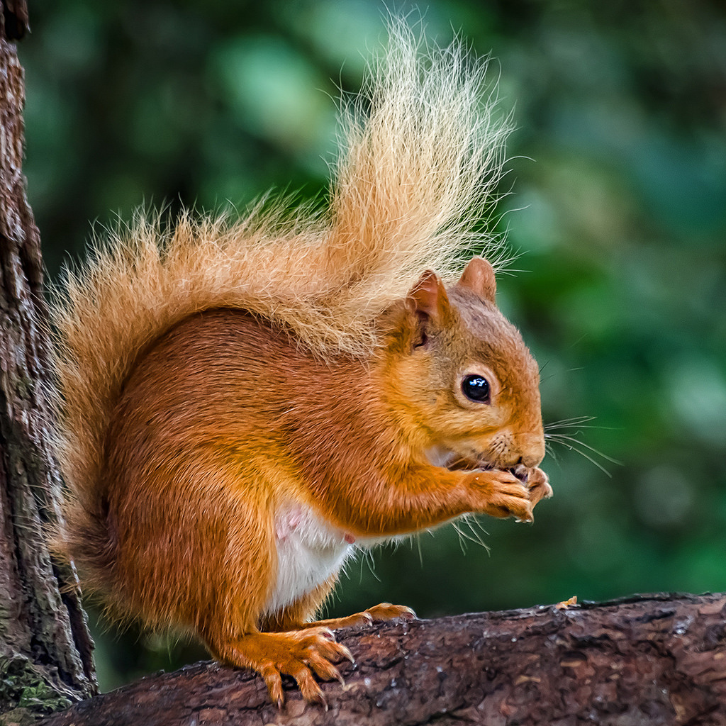 Watercolor video tutorials for beginners, learn to paint - The Devon Artist