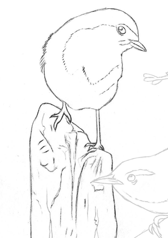 Video lesson on painting a robin in detailed watercolour - The Devon Artist