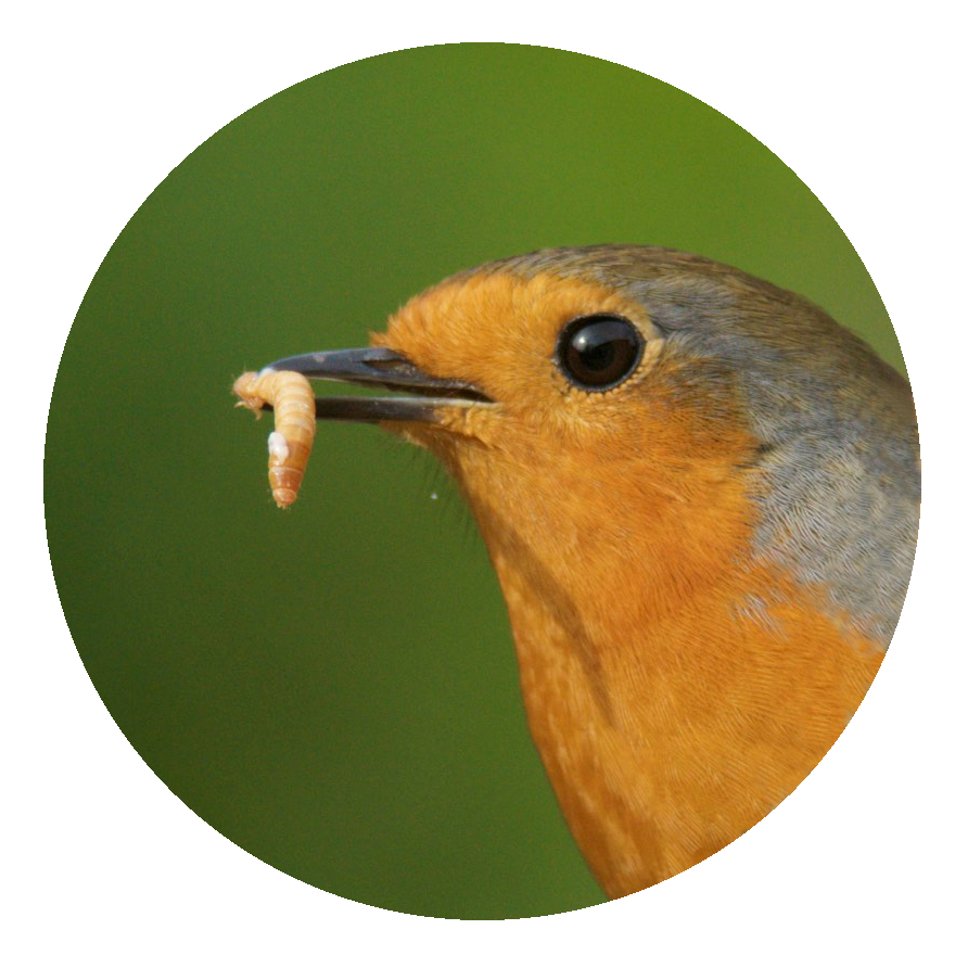 Video tutorial on painting a robin in realistic watercolour - The Devon ...