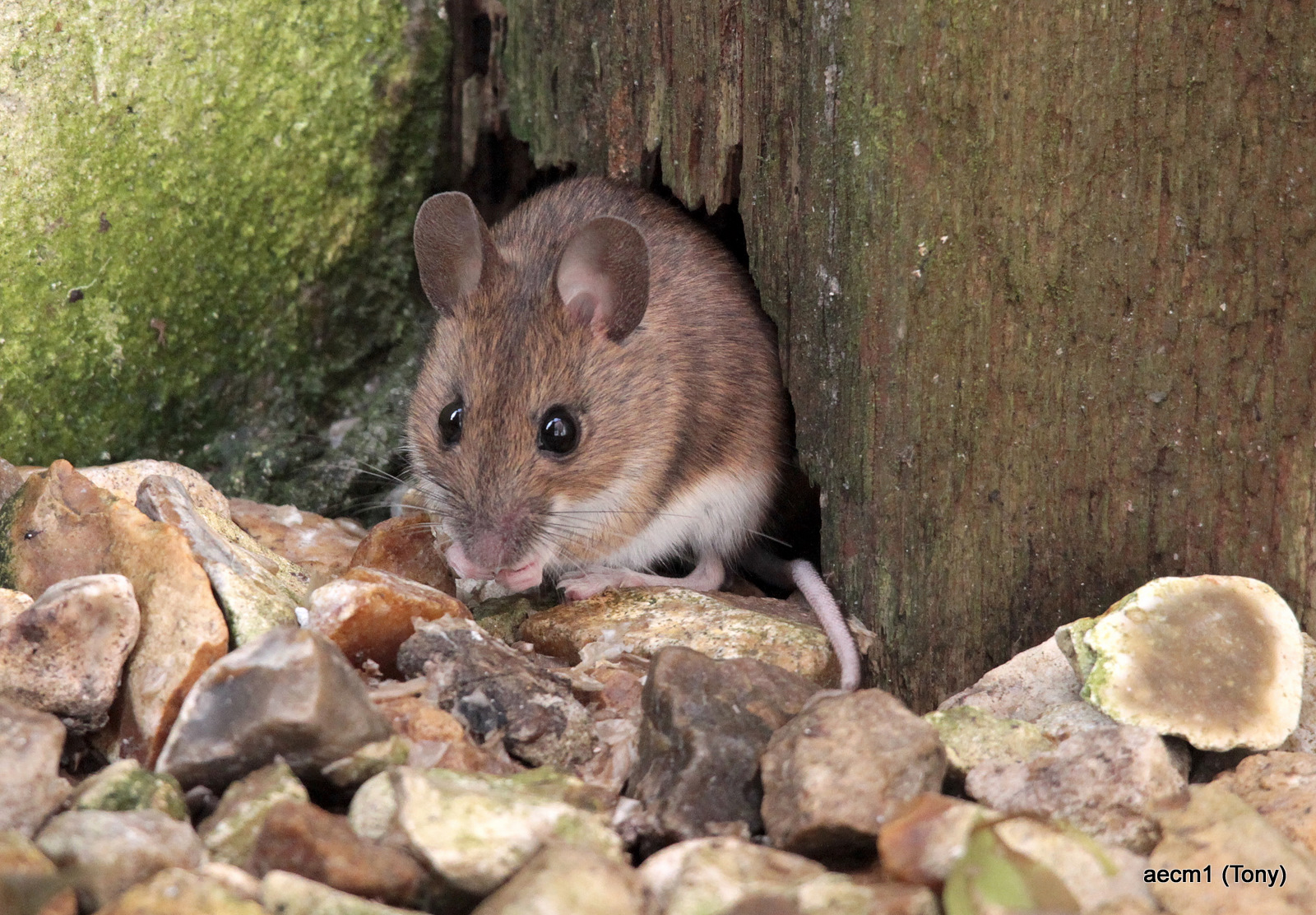 Video lessons on painting with watercolour, realistic art - The Devon ...