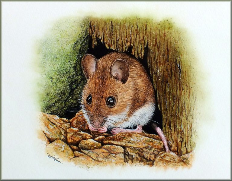 Video lessons on painting with watercolour, realistic art - The Devon ...