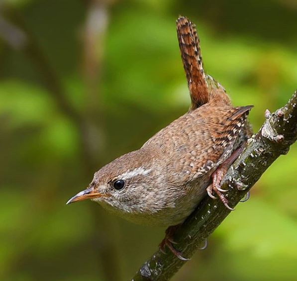 Wren in watercolour video tutorial, step by step painting - The Devon ...