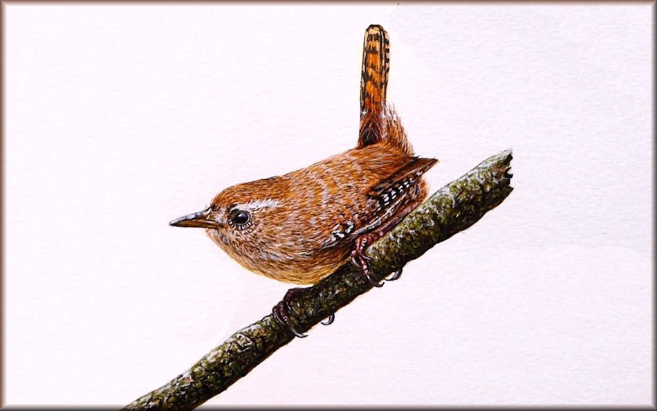 Wren in watercolour video tutorial, step by step painting - The Devon ...