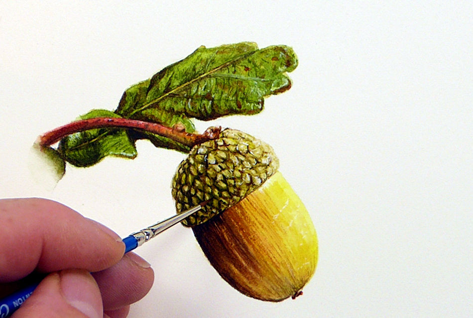 Wildlife in Watercolour Acorn Tutorial, learn how to paint - The Devon ...