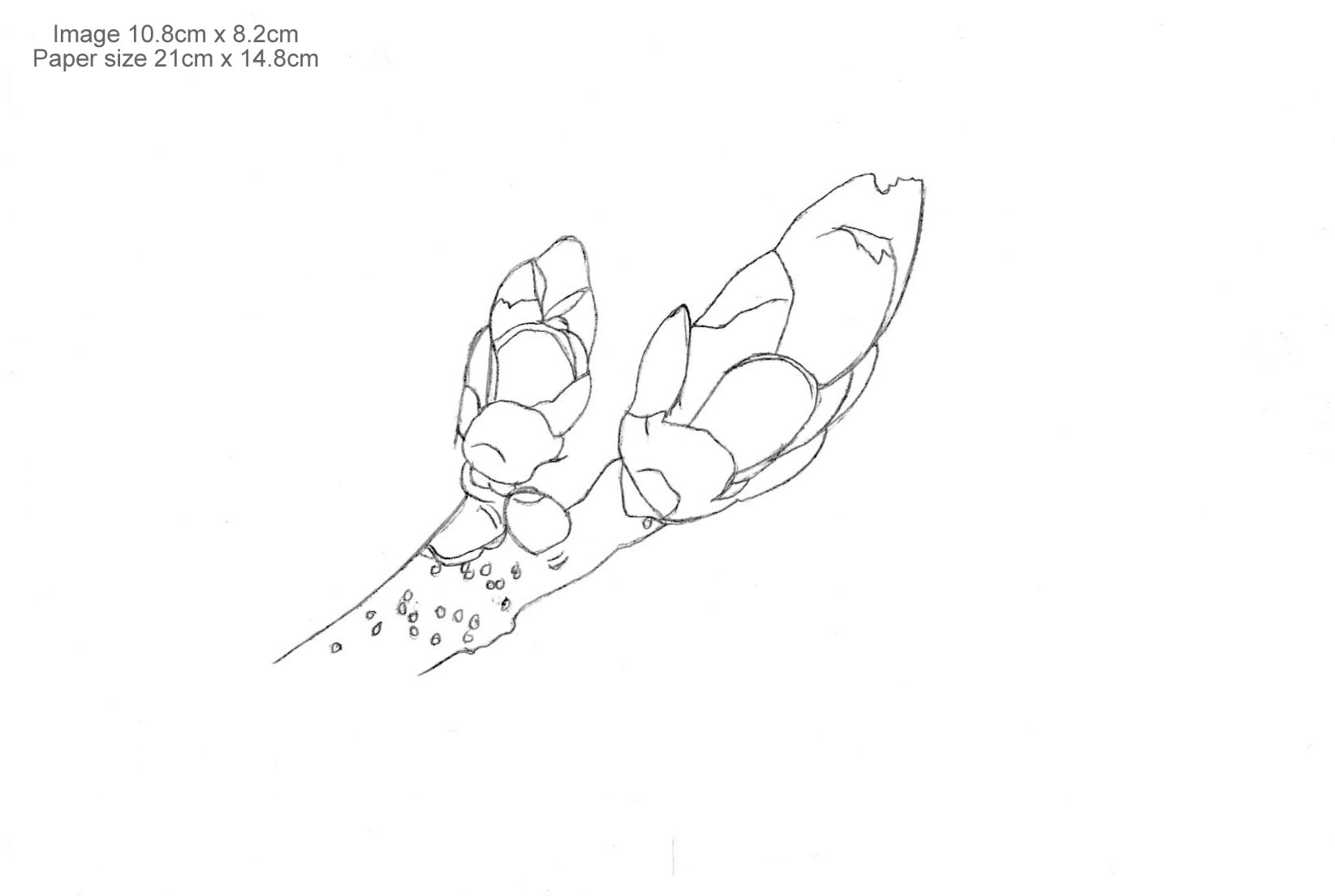 How to paint tree buds in watercolour, botanical detail - The Devon Artist