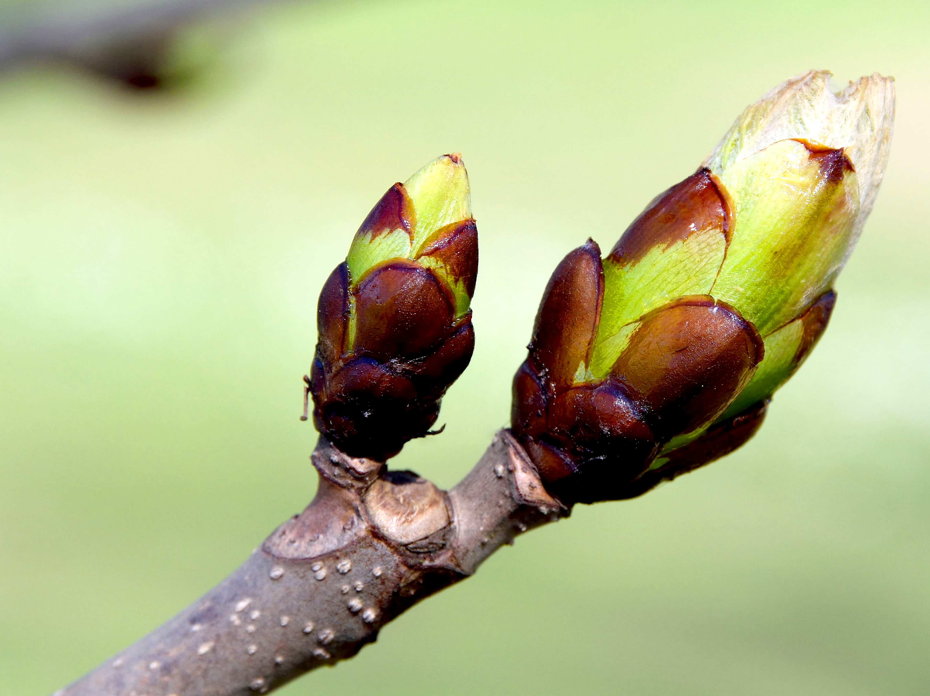 How to paint tree buds in watercolour, botanical detail - The Devon Artist