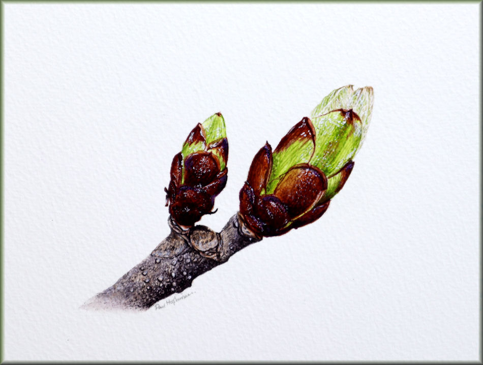 How to paint tree buds in watercolour, botanical detail - The Devon Artist