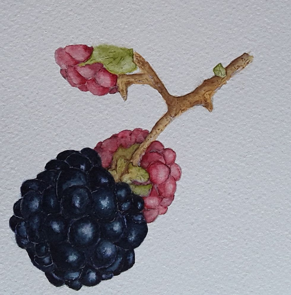 How to paint realistic blackberries in fine art watercolour - The Devon ...