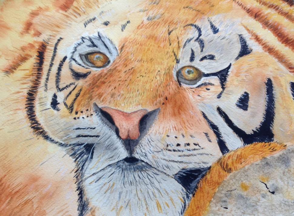 A tiger in watercolour video lesson, step by step guide - The Devon Artist