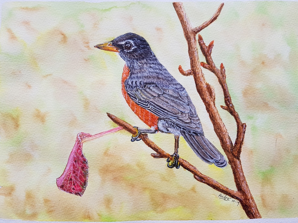 Wildlife in Watercolour Robin Tutorial, learn to paint.- The Devon Artist