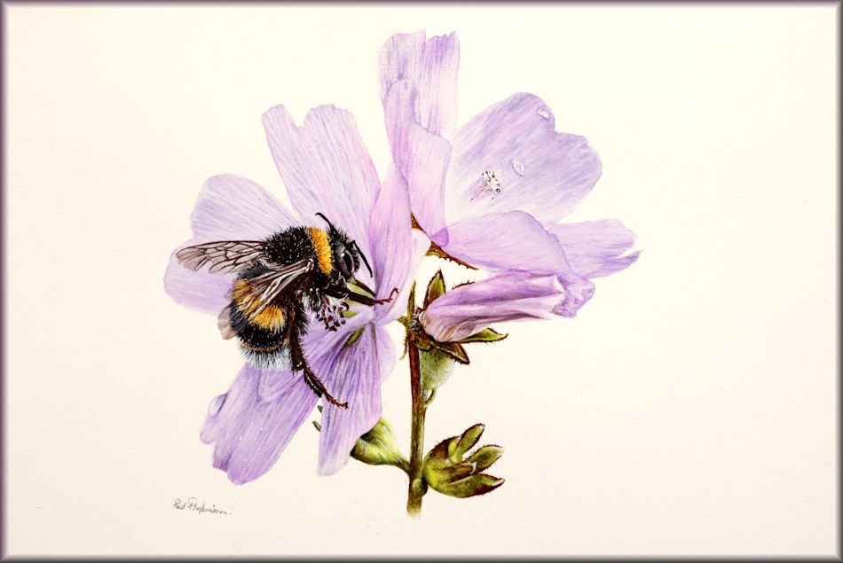 How to paint a bee in detailed watercolour on a flower- The Devon Artist