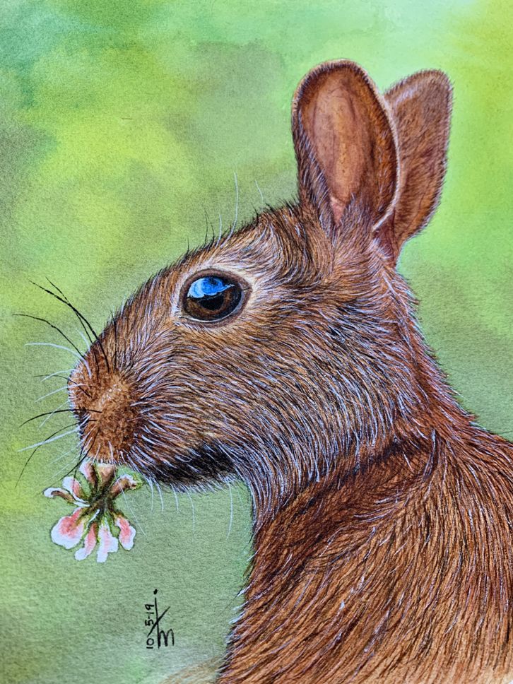 Learn how to paint animals in realistic watercolour - The Devon Artist