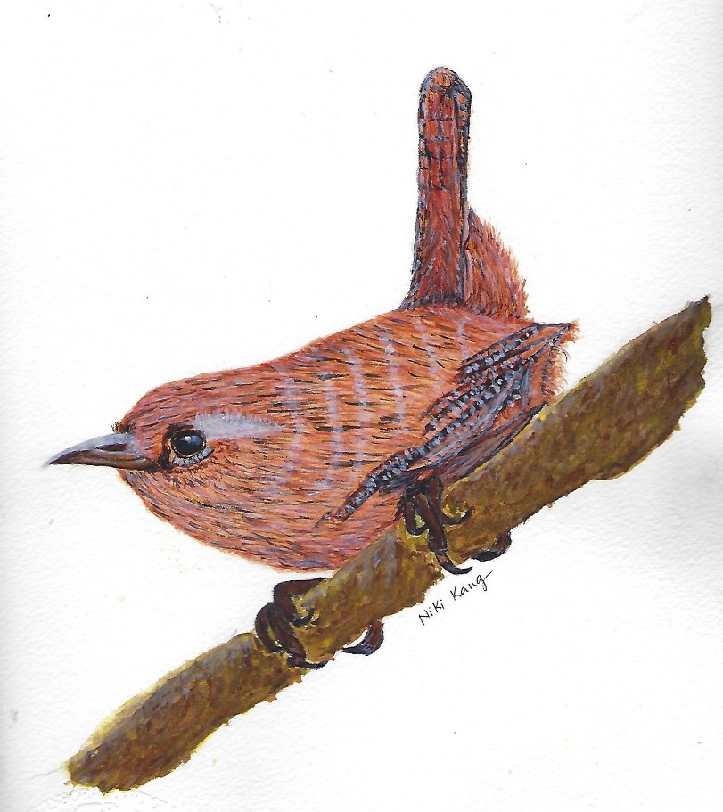 Wren in watercolour video tutorial, step by step painting - The Devon ...