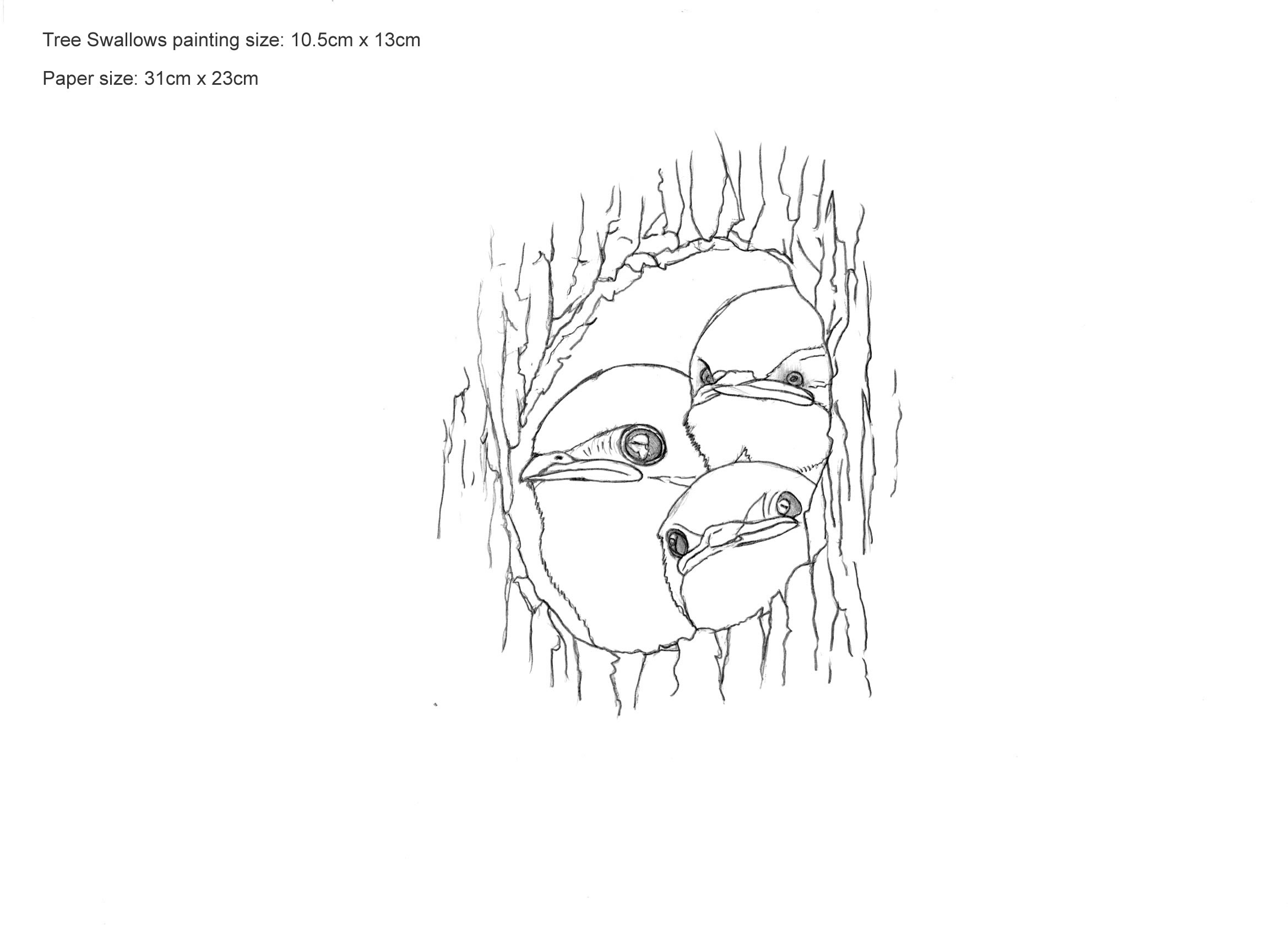 How to paint tree swallows in watercolor video tutorial - The Devon Artist