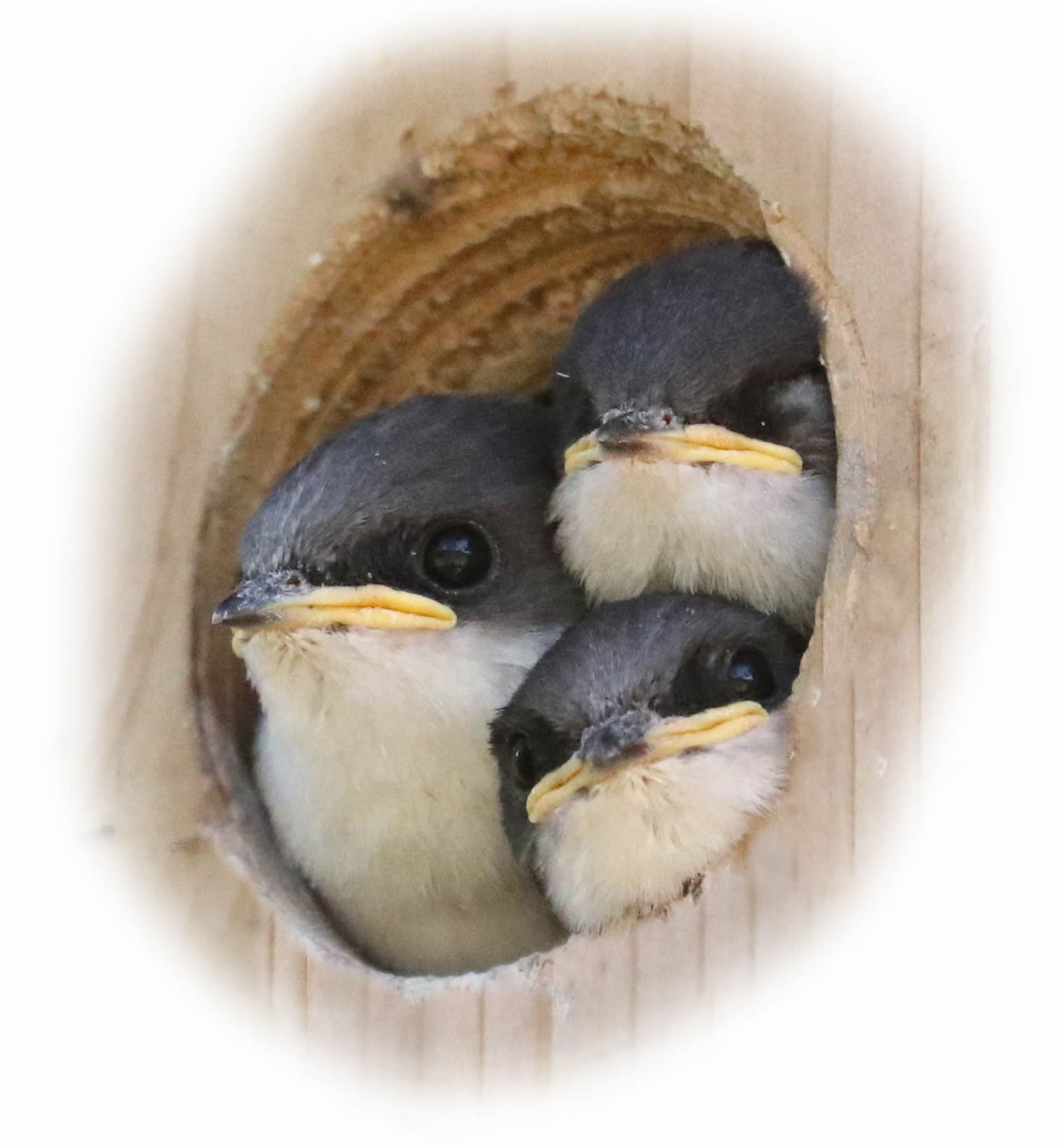 How to paint tree swallows in watercolor video tutorial - The Devon Artist