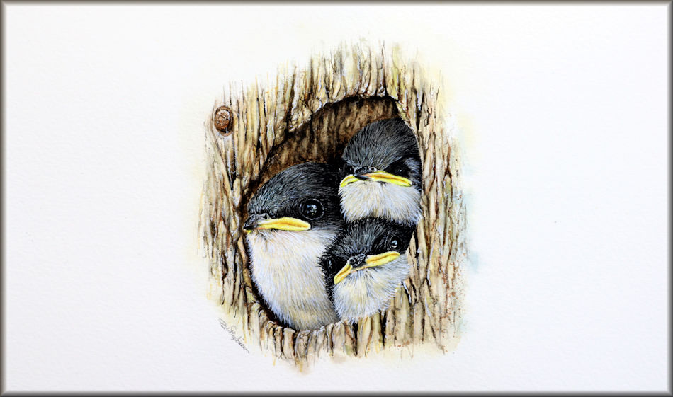 How to paint tree swallows in watercolor video tutorial - The Devon Artist