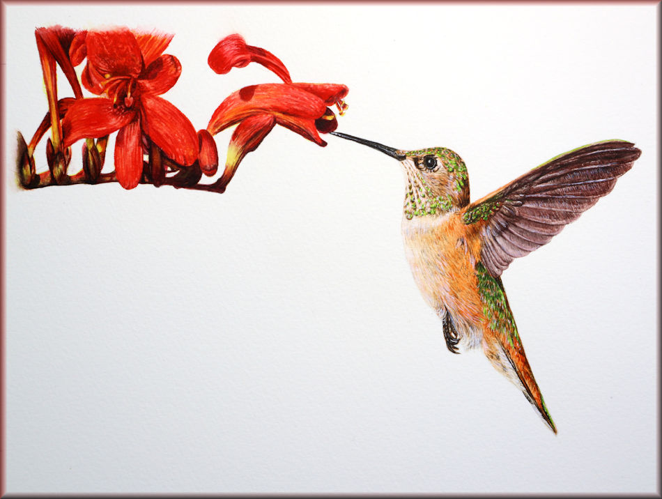 Video tutorial on painting a hummingbird in watercolour - The Devon Artist