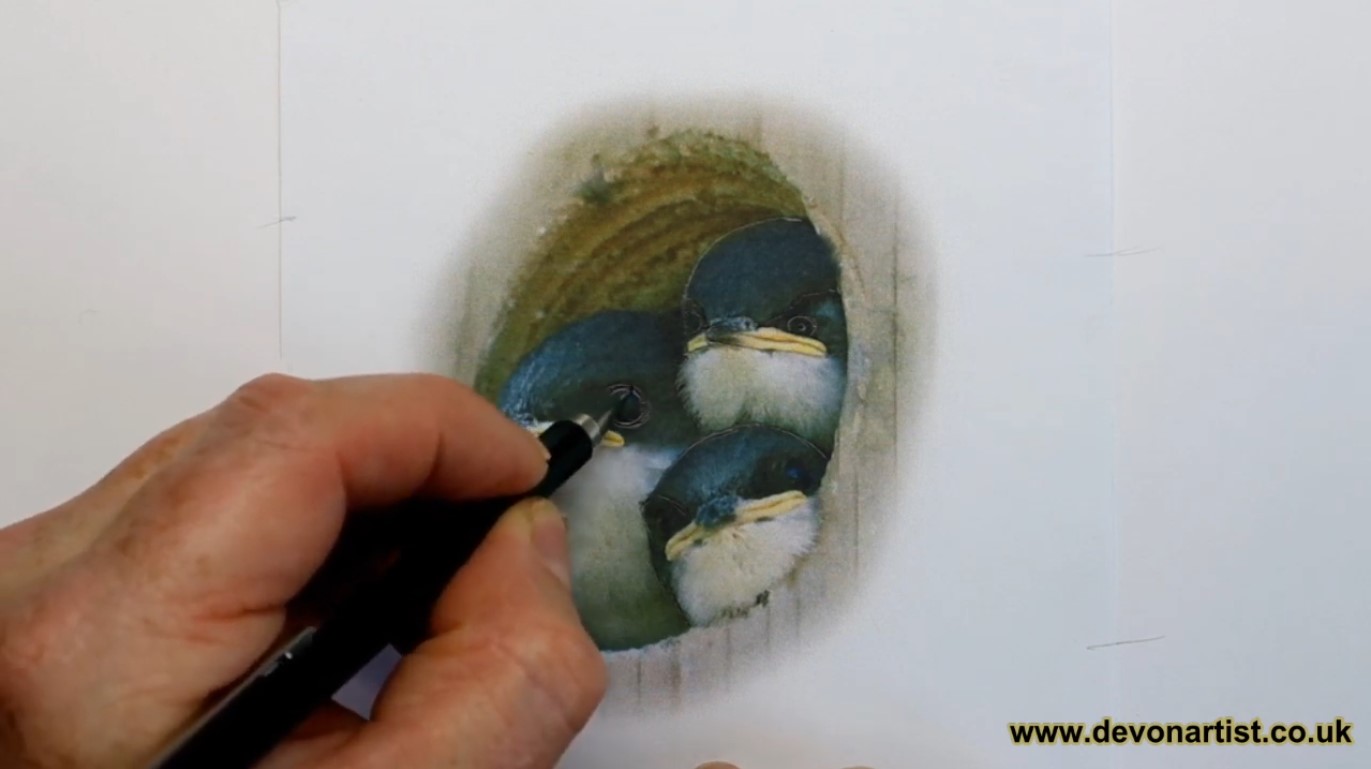 Beginner's guide to drawing birds using 4 different ways - The Devon Artist