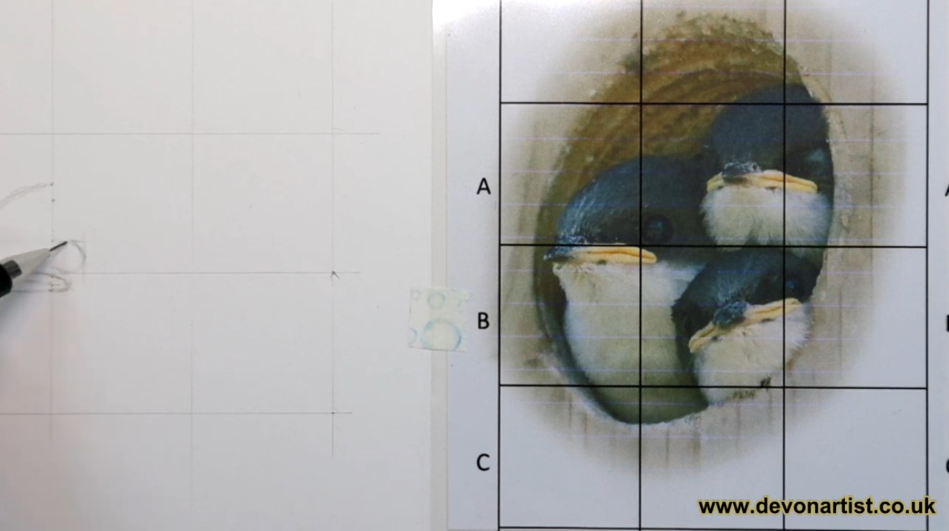 Beginner's guide to drawing birds using 4 different ways - The Devon Artist