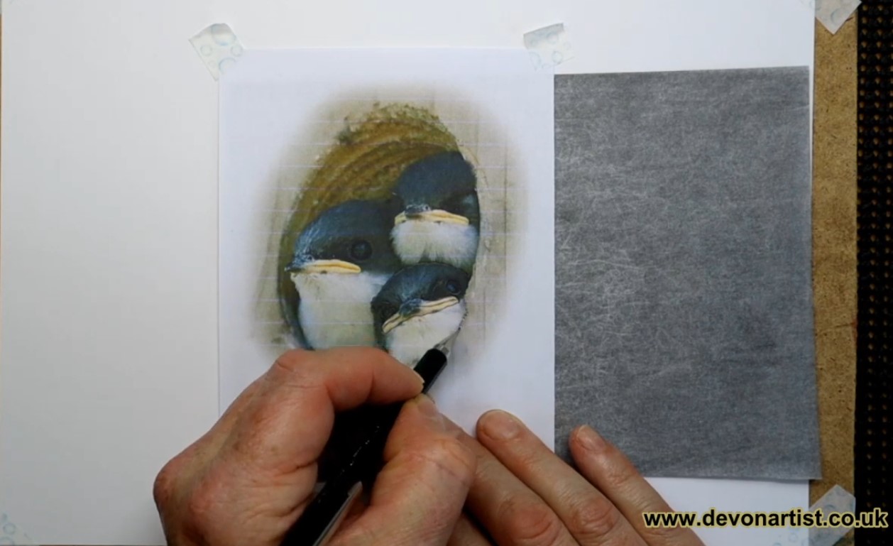 Beginner's guide to drawing birds using 4 different ways - The Devon Artist