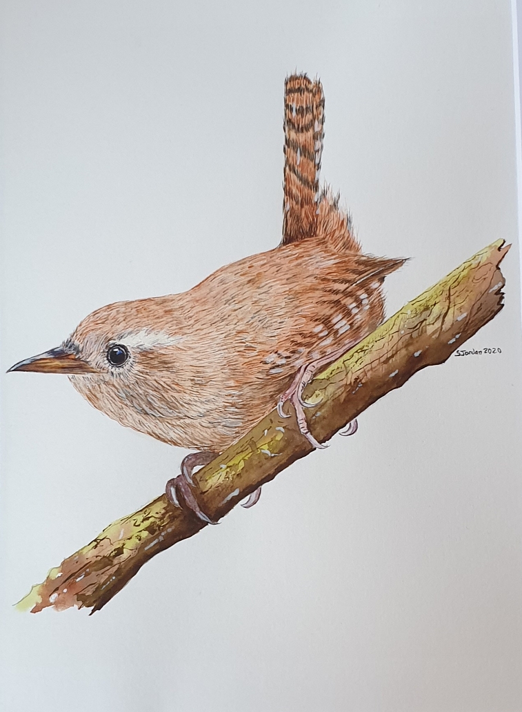 Wren in watercolour video tutorial, step by step painting - The Devon ...