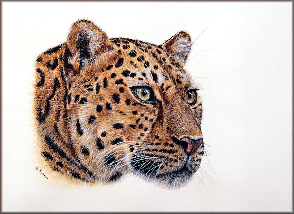 Realistic Watercolor Video Tutorial How To Paint A Leopard The Devon