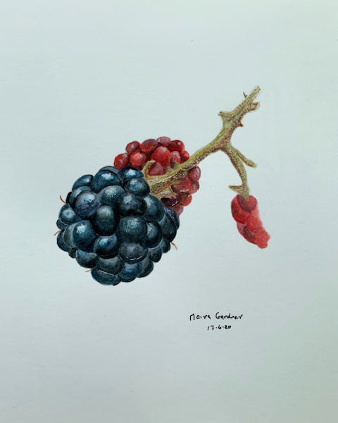 How to paint realistic blackberries in fine art watercolour - The Devon ...