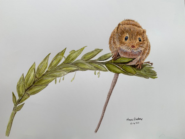 Beginner's guide to watercolour painting, video lessons - The Devon Artist