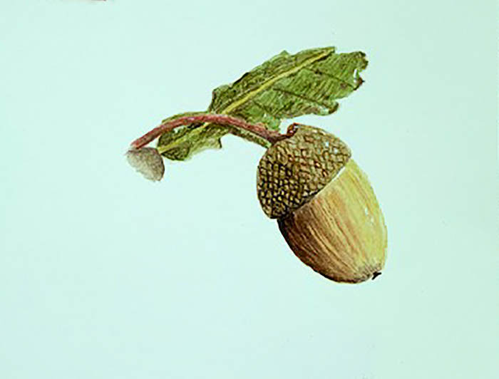 Wildlife in Watercolour Acorn Tutorial, learn how to paint - The Devon ...