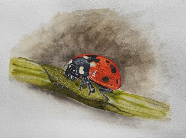 Watercolour ladybird video tutorial of the whole painting - The Devon ...