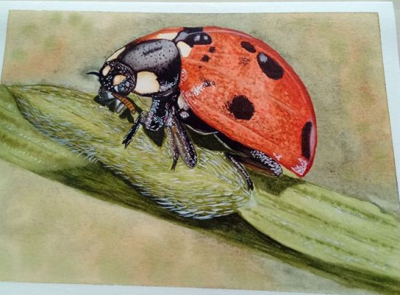 Watercolour ladybird video tutorial of the whole painting - The Devon ...