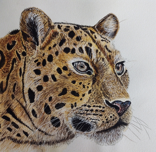 Realistic watercolor video tutorial, how to paint a leopard - The Devon ...
