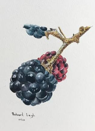 How to paint realistic blackberries in fine art watercolour - The Devon ...