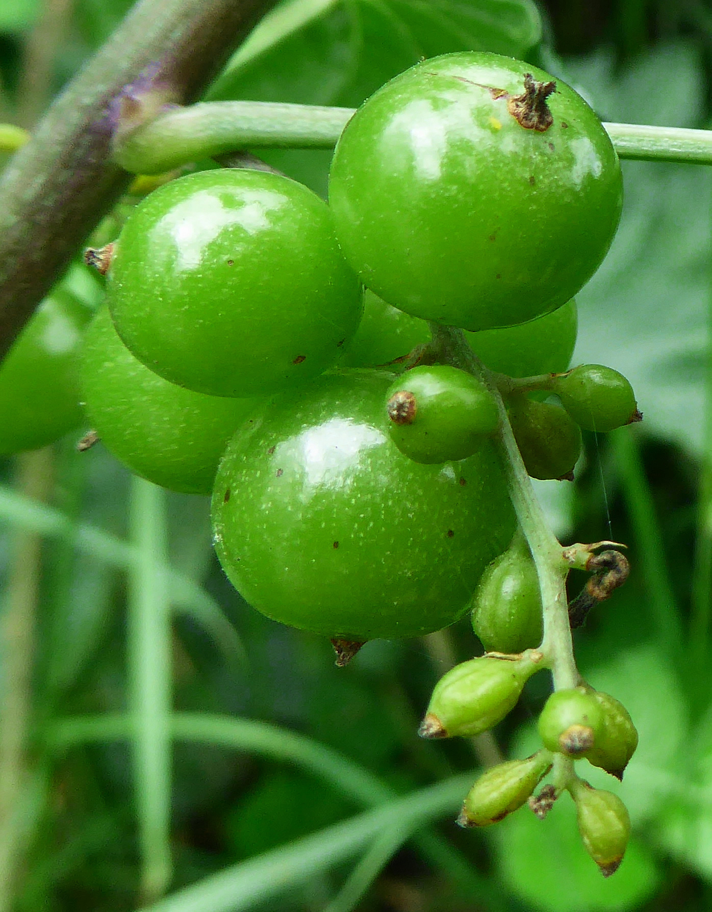 Realistic botanical watercolor berry, step by step video - The Devon Artist