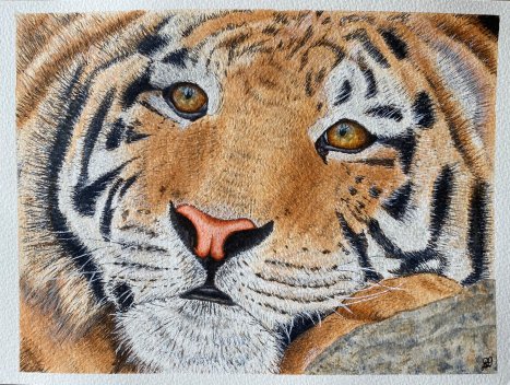 A tiger in watercolour video lesson, step by step guide - The Devon Artist