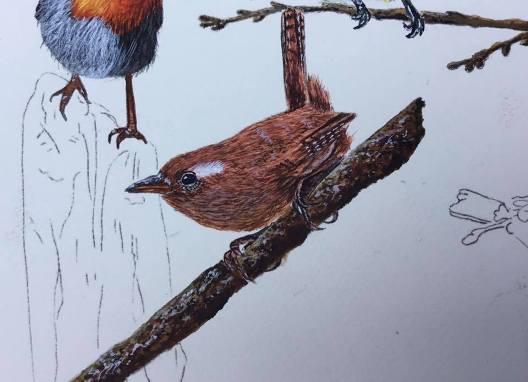 Wren in watercolour video tutorial, step by step painting - The Devon ...